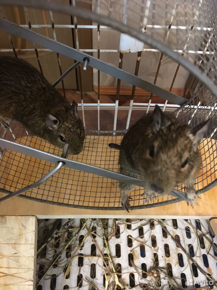 Дегу мальчики