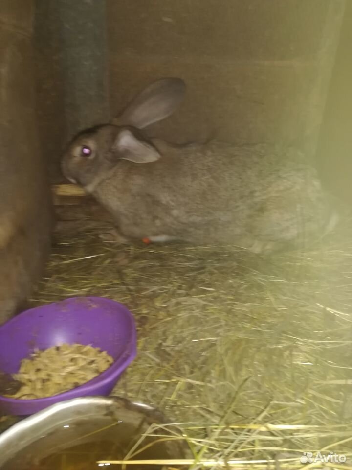 Крол 1.4года фландр