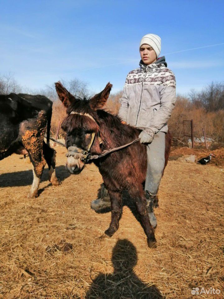 Ослик