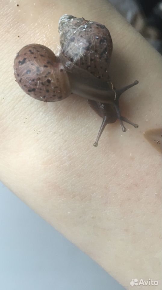 Малыши Ахатина Фулика стандарт от 15.03