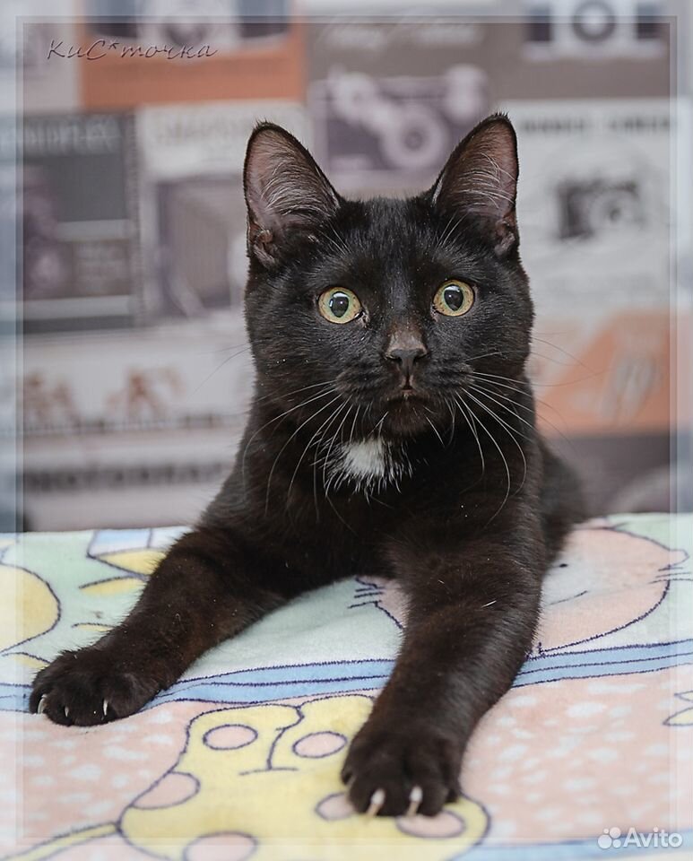 Черный пантерик Барсик ищет дом