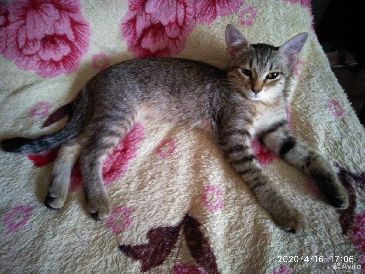 Кошка