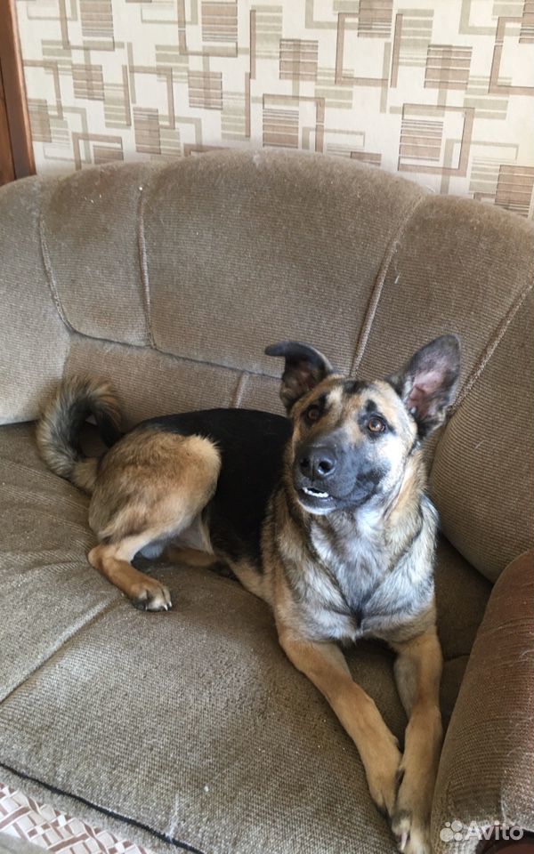 Пёс Милан в добрые руки