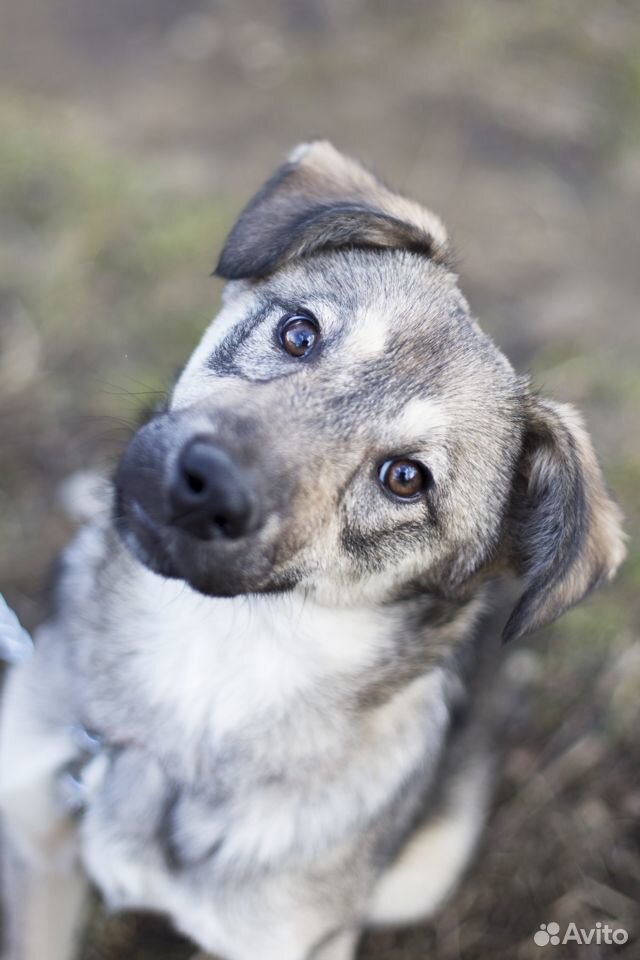 Синди ищет дом