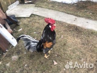 Продам красивых петухов