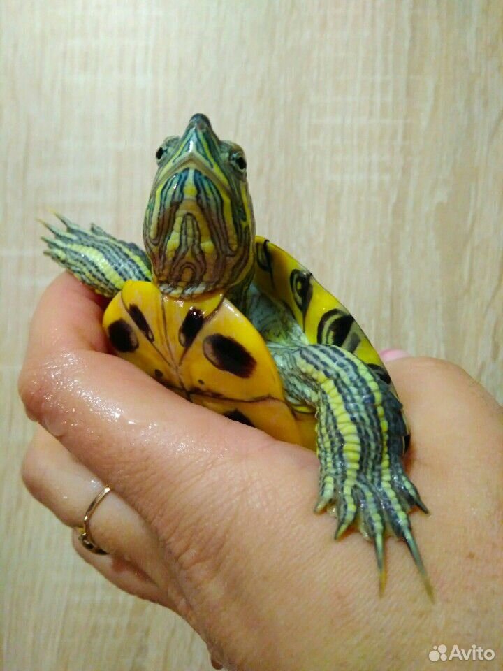 Пара красноухих черепах