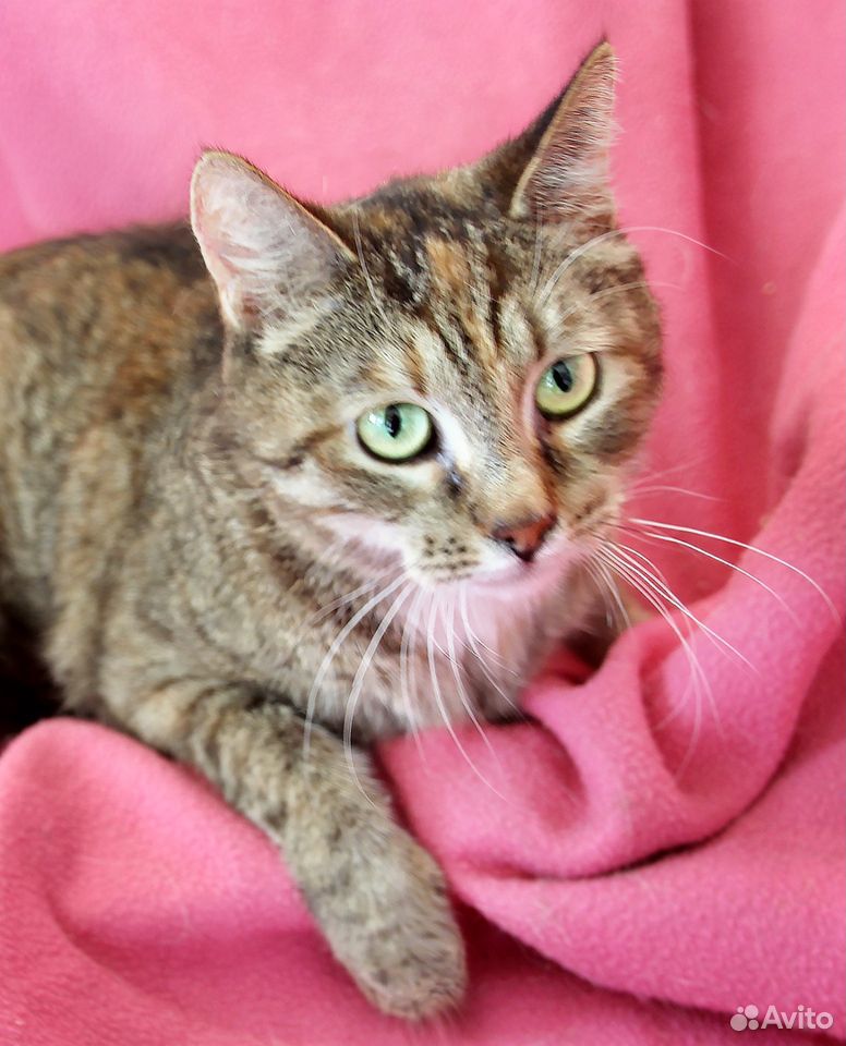 Царевна - чудесная девочка в дар