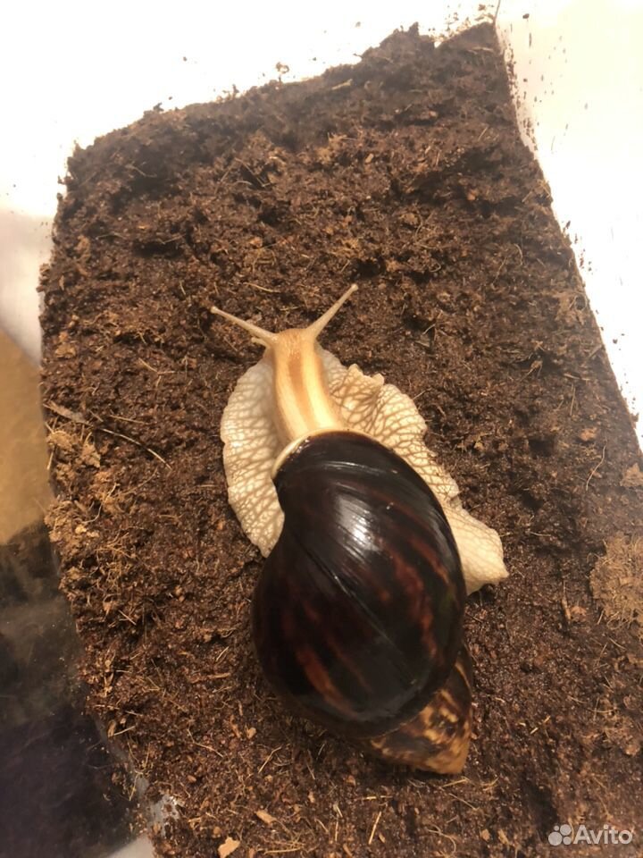 Ахатина пантера с террариумом бесплатно