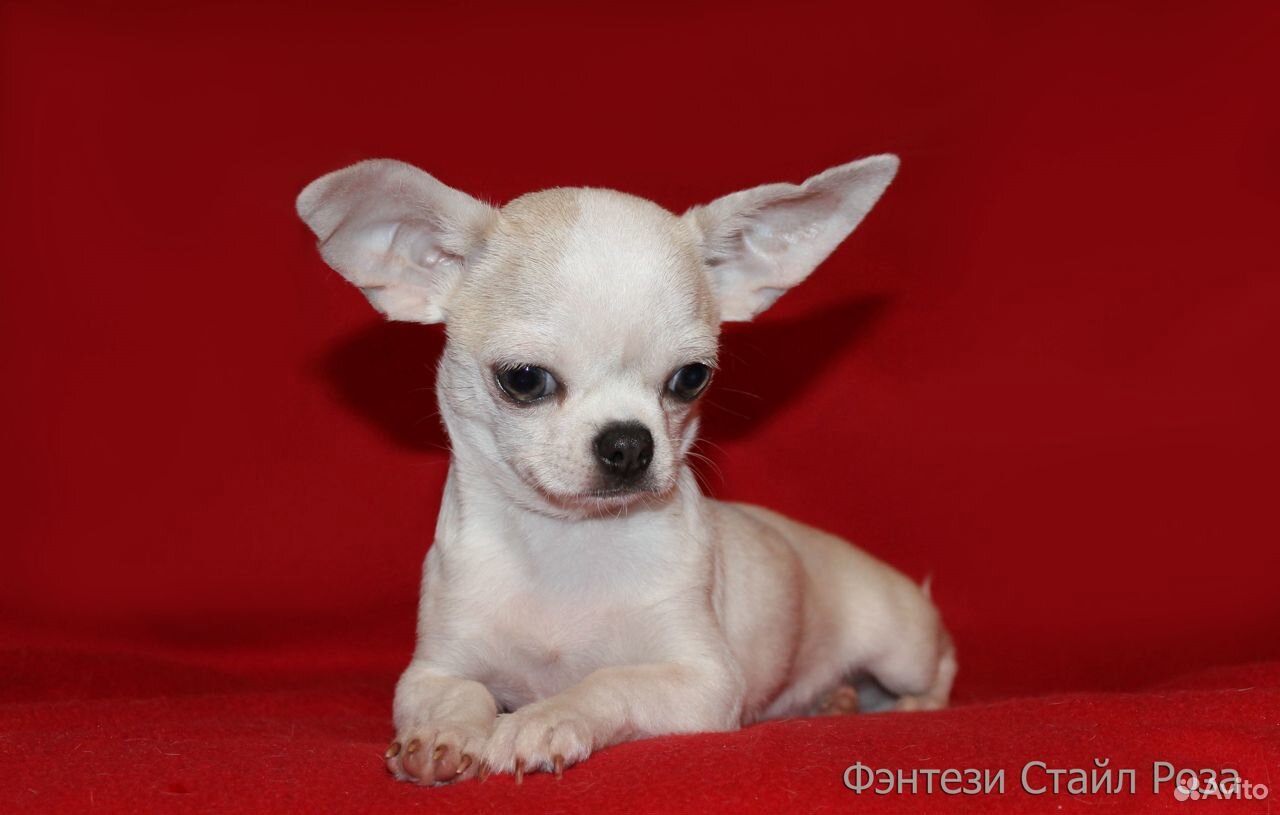 Малыши бело-крем и голубой триколор