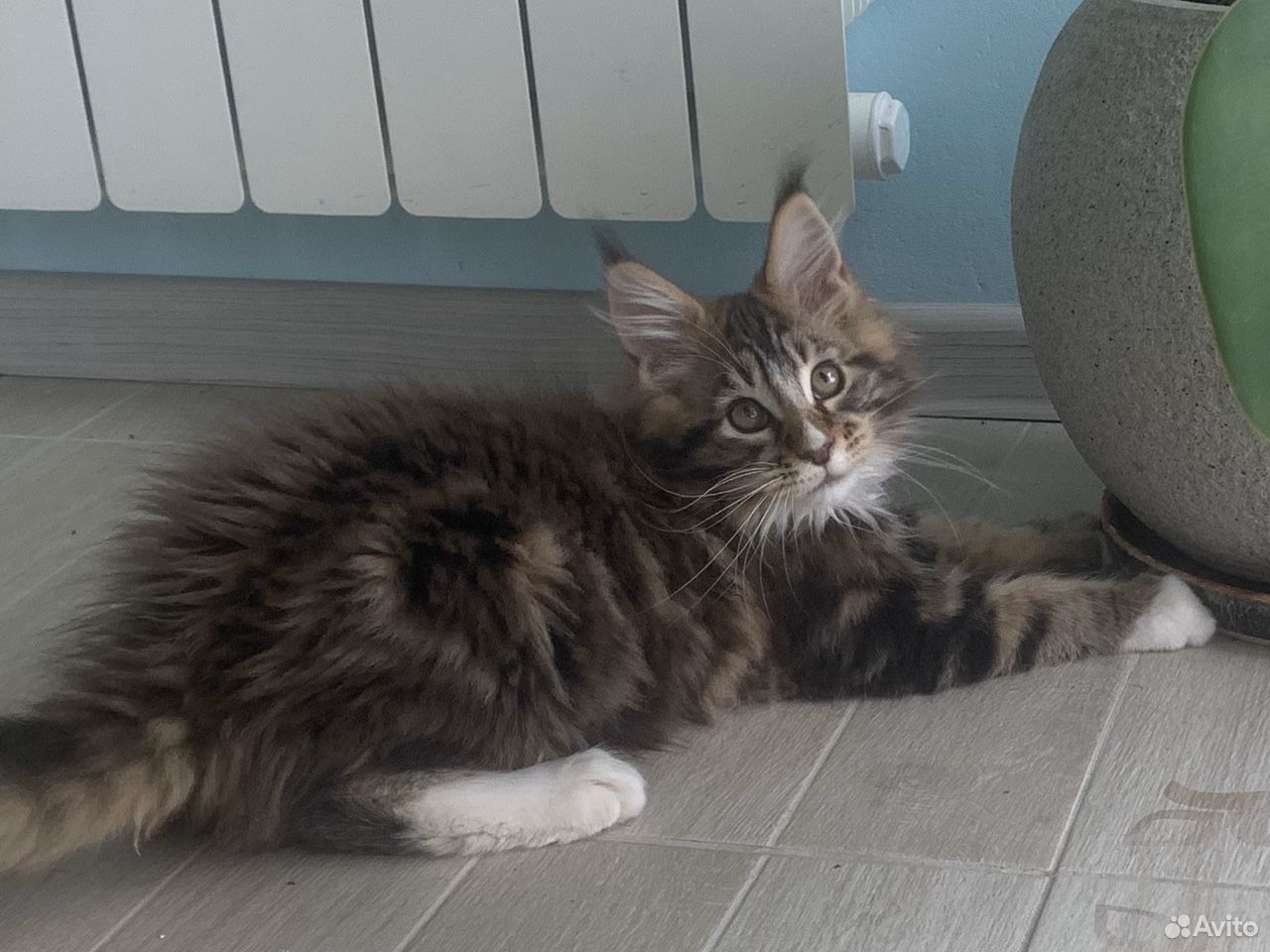 Принц благородных кровей