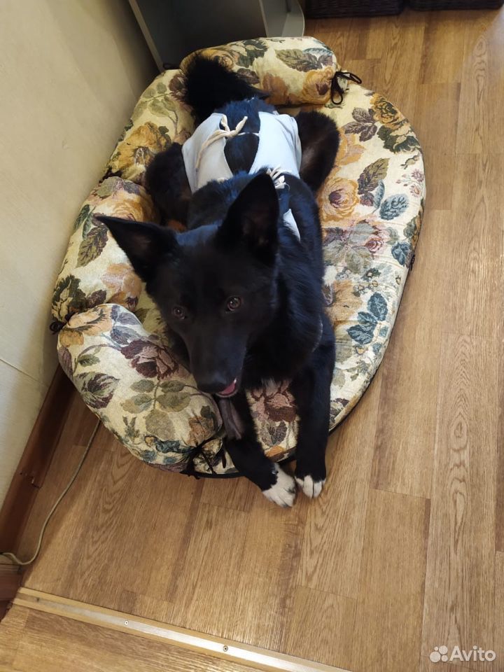 Собака в дар