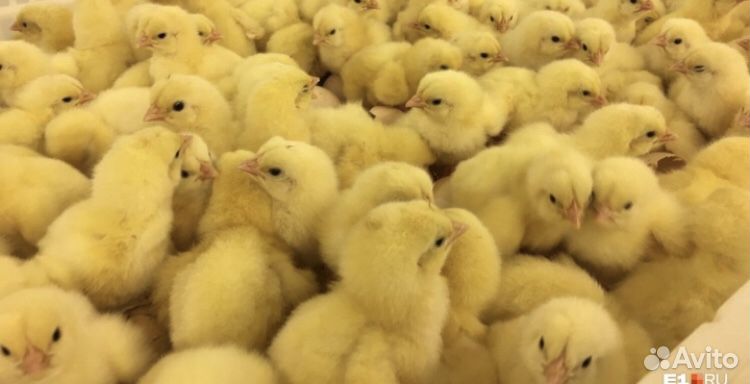 Цыплята