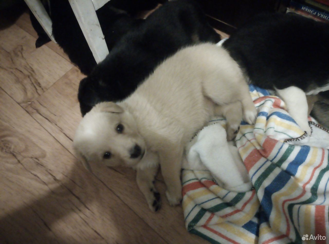 Милые щеночки