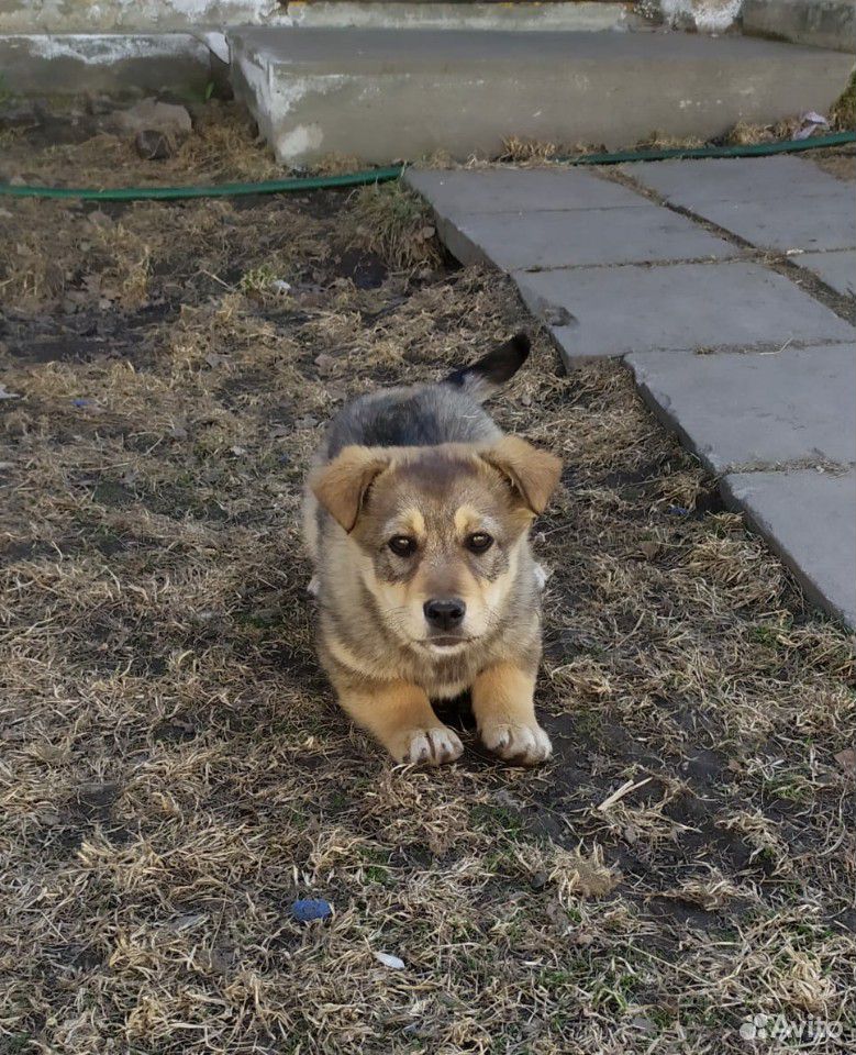 Щенок девочка 3.5 месяца
