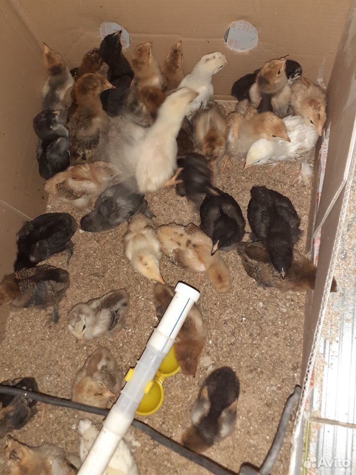 Цыплята, яйцо инкубационное порода Брама