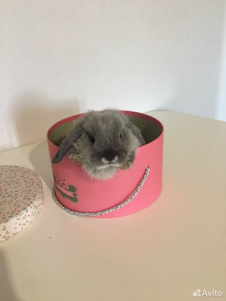 Кролики карликовые