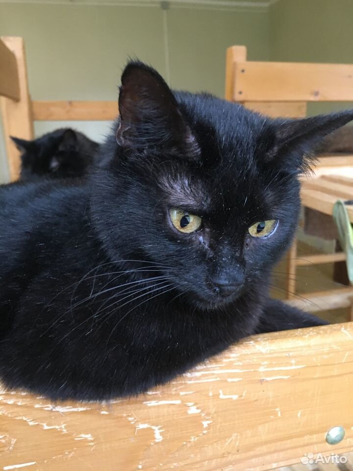 Кошечка Аби в добрые руки