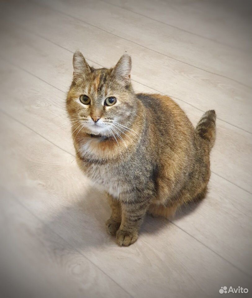 Умка ищет дом