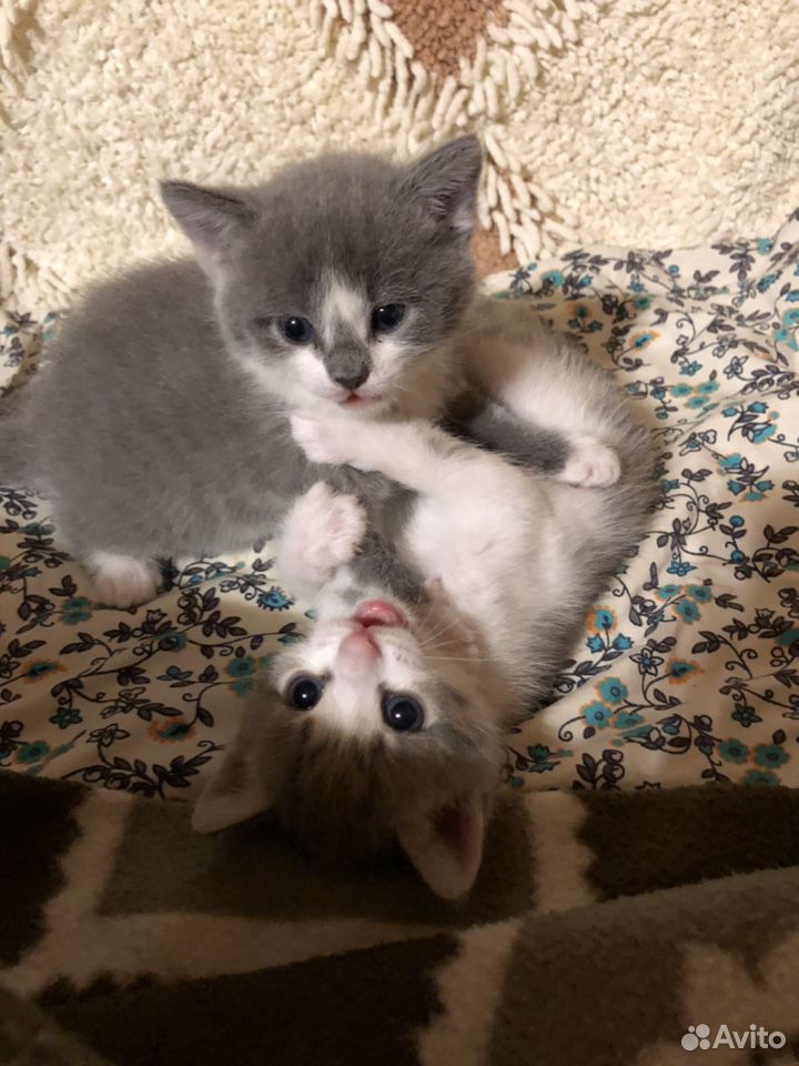 Котята породы Мэнкс