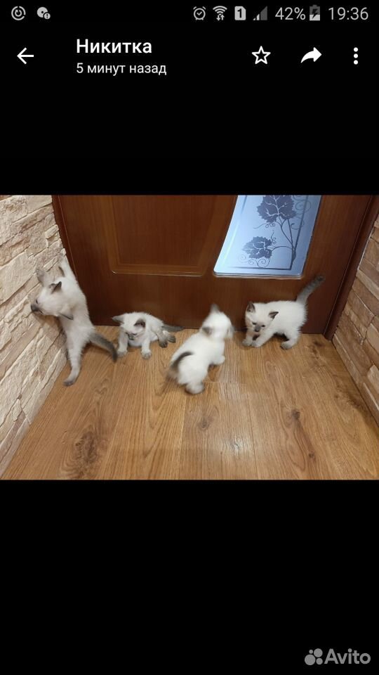 Котята тайские