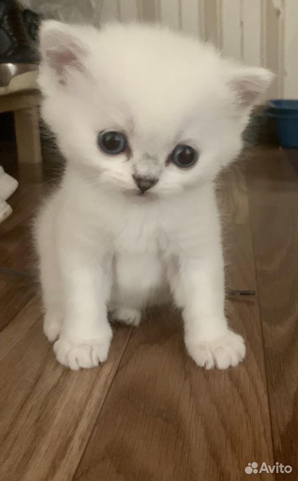 Британский котенок