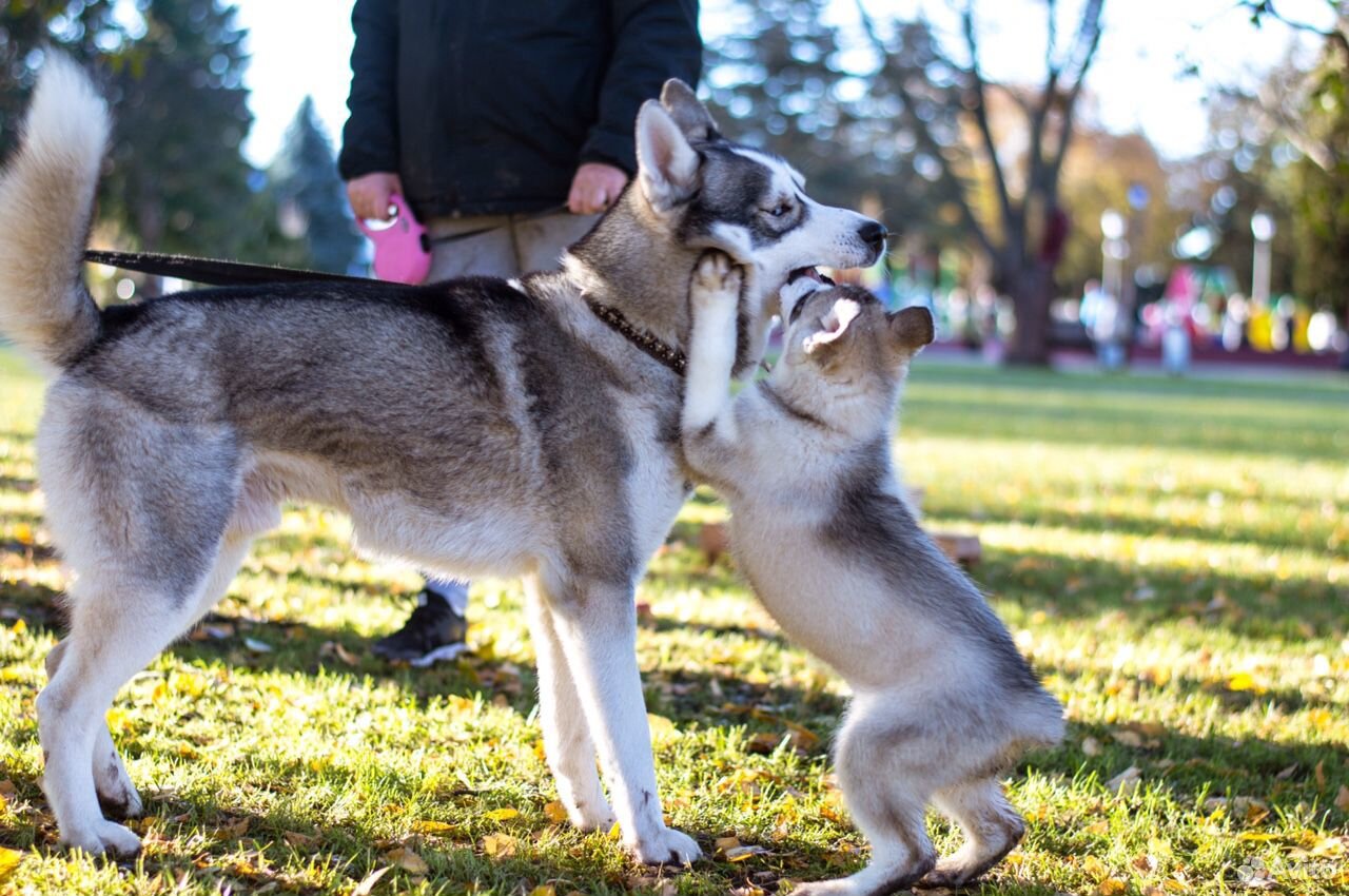 Чистопородные щенки Хаски с документами