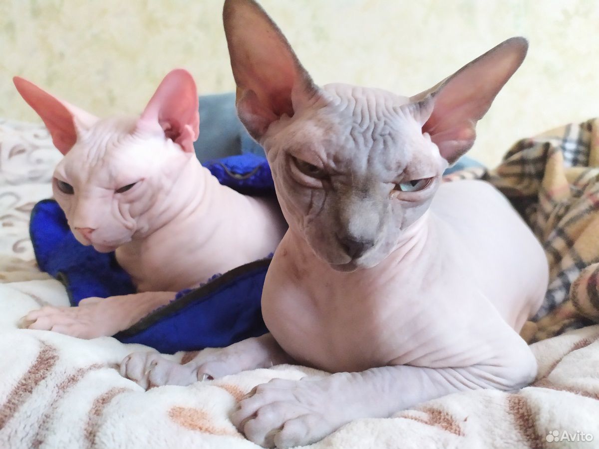 Пара сфинксов. Кот и кошка