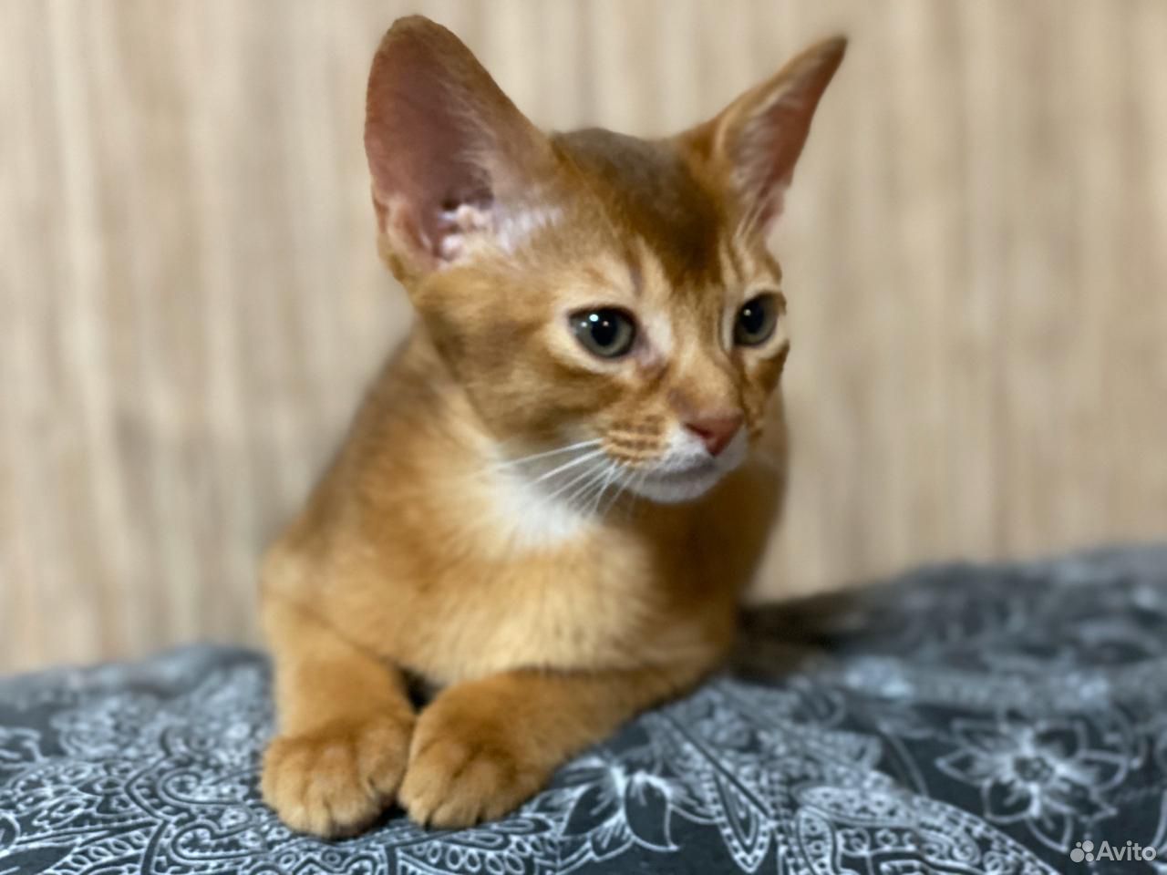 Абиссинский котёнок ждёт новых хозяев, мальчик, 2