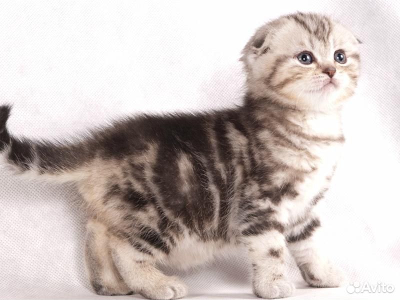 Вислоухие котята