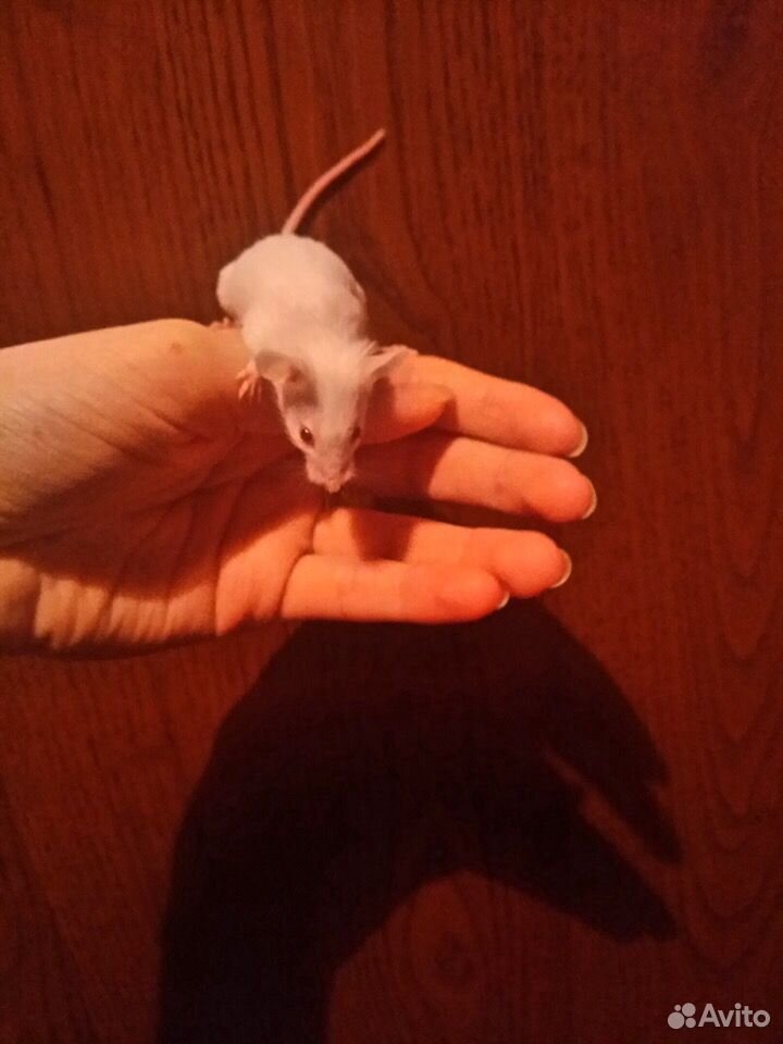 Декоративные мыши