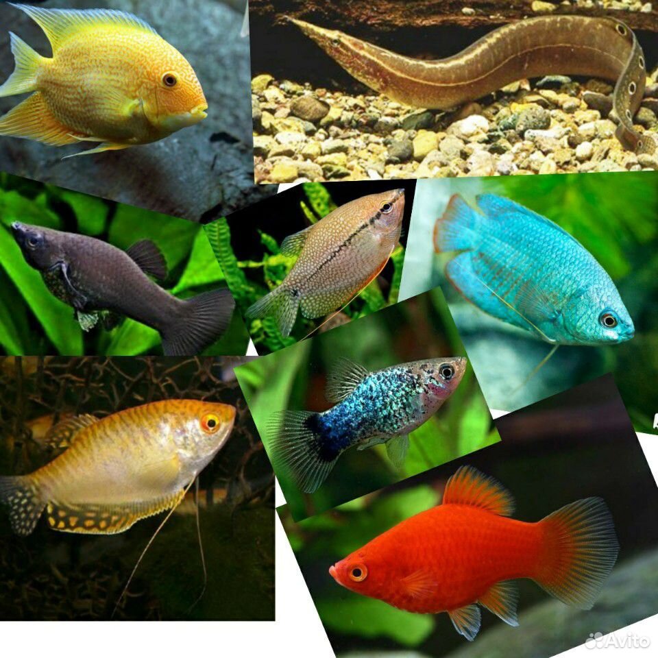Северум, макрогнатус, гурами, пицилия, молинезия