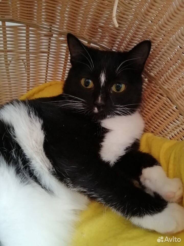 Котик Хэппи