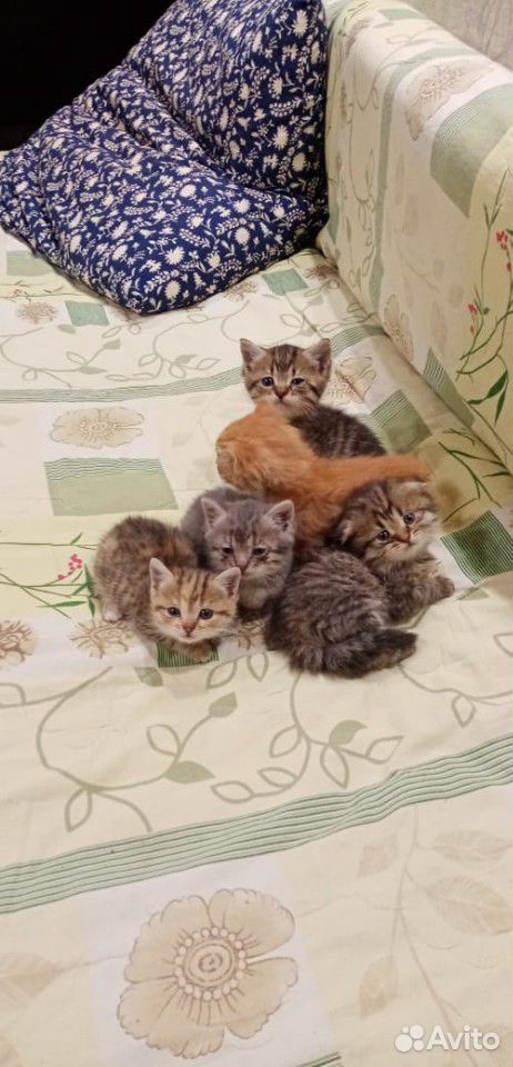 Чудные котята