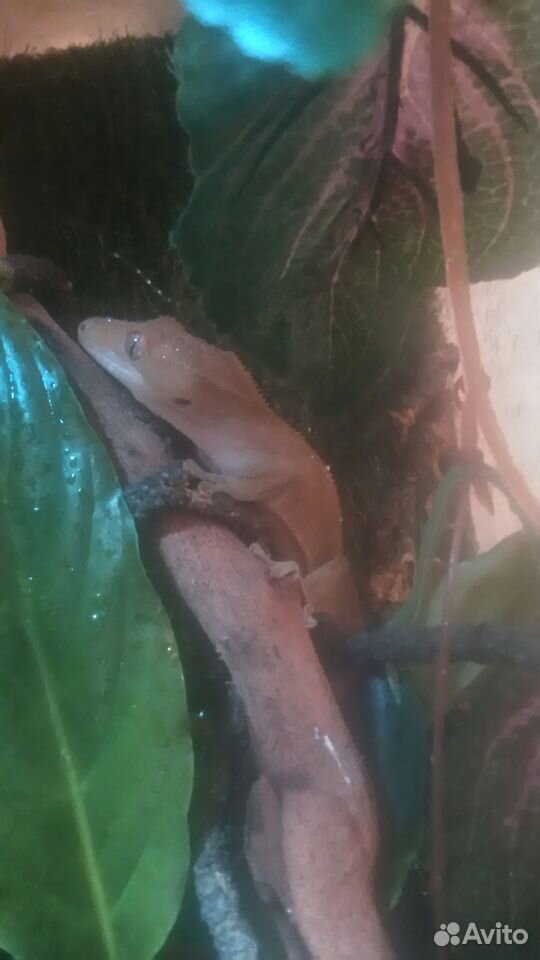 Реснитчатый бананоед