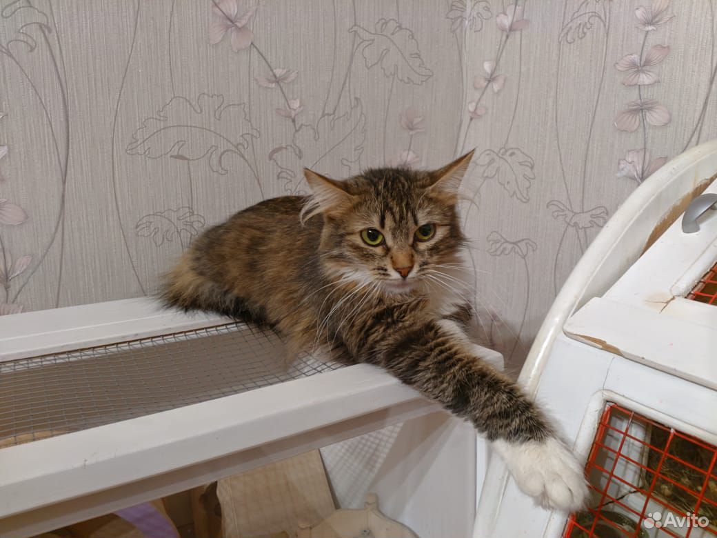 Кошка сибирская