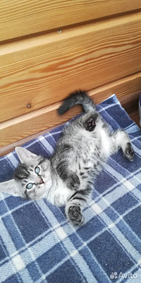 Котята, 1,5 месяца