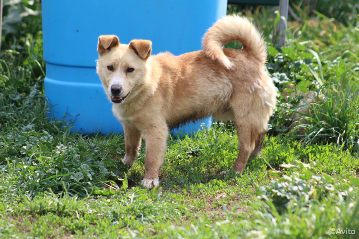 Бублик в добрые руки