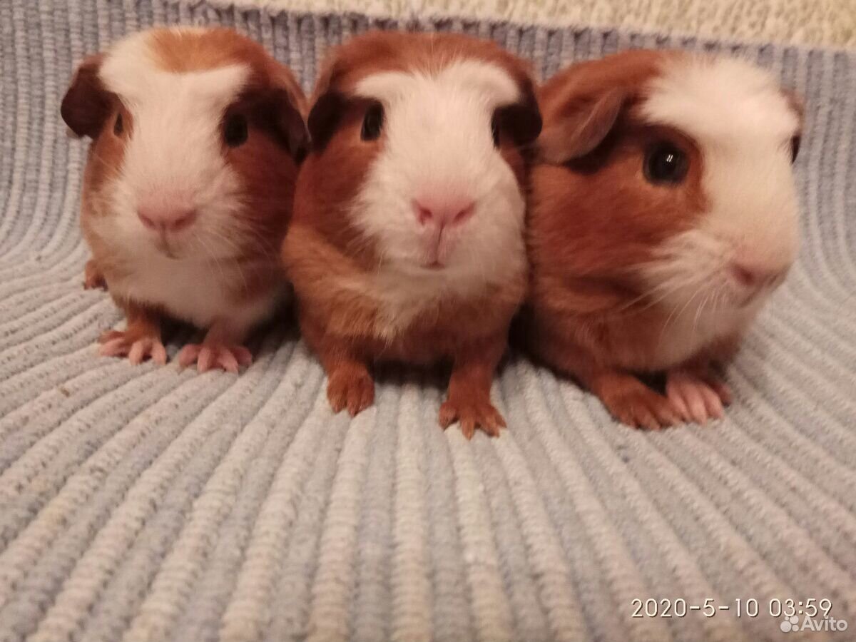 Морские свинки мальчики