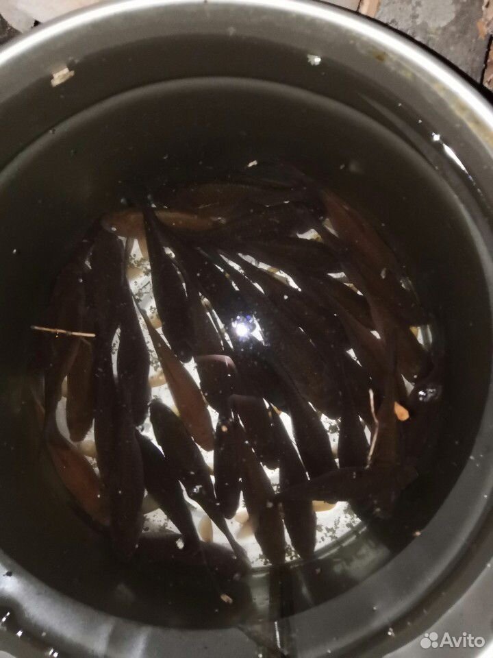 Живой карась