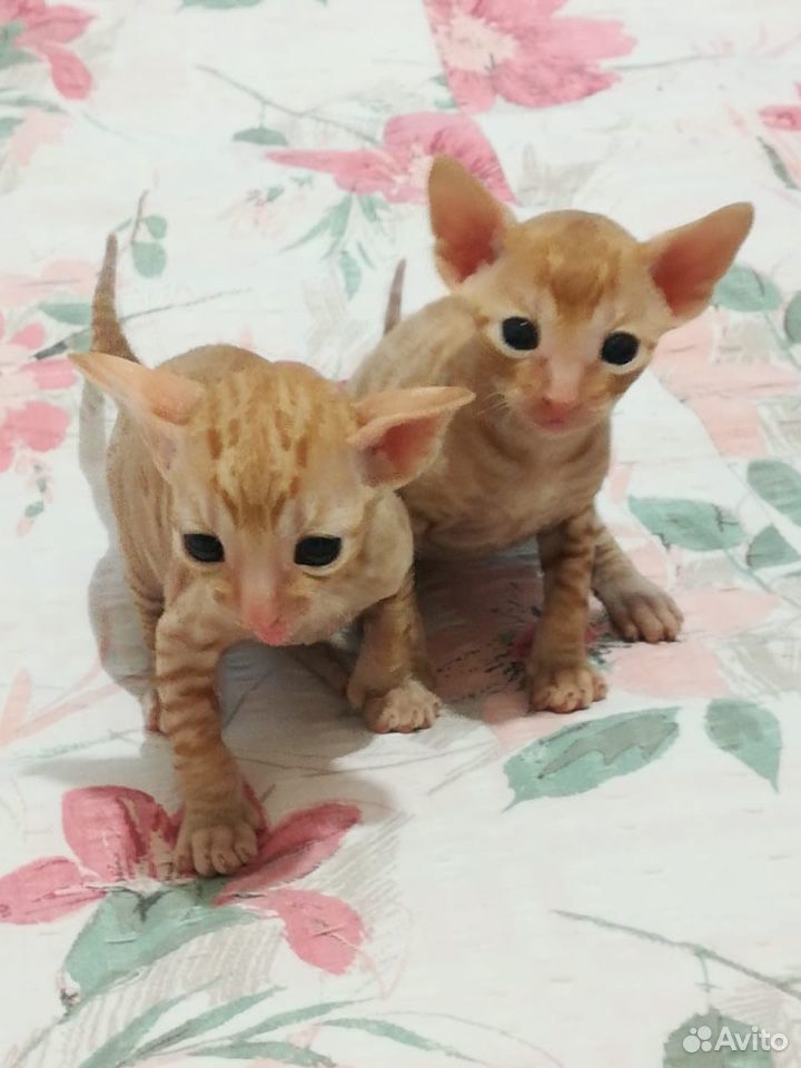 Корниш Рекс