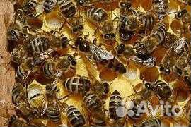 Пчелосемьи Карпатка, пчелы, ульи