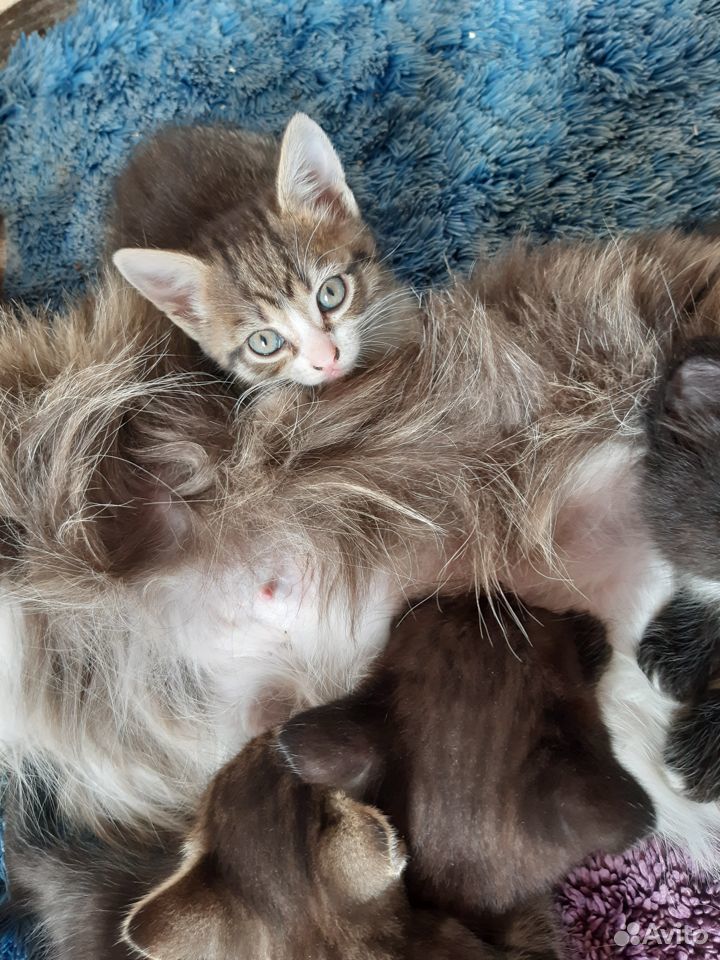 Отдам котят в хорошие руки