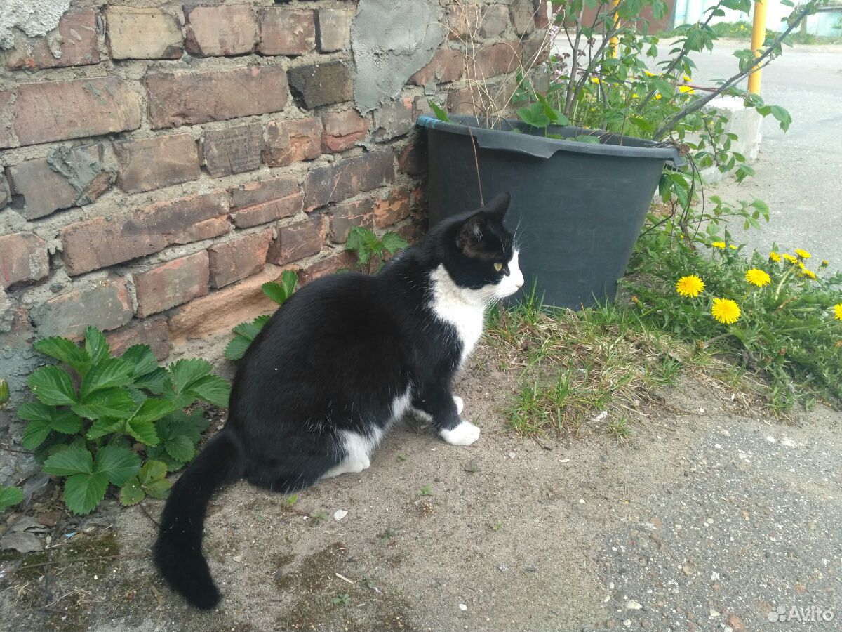 Умная игривая кошка Багира 1,5 года