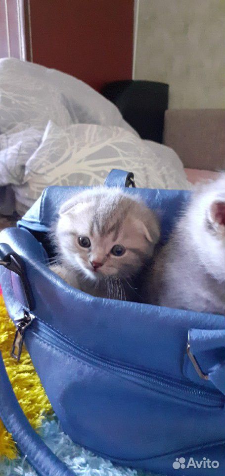 Шотландская