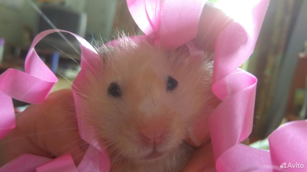 Сирийские хомки