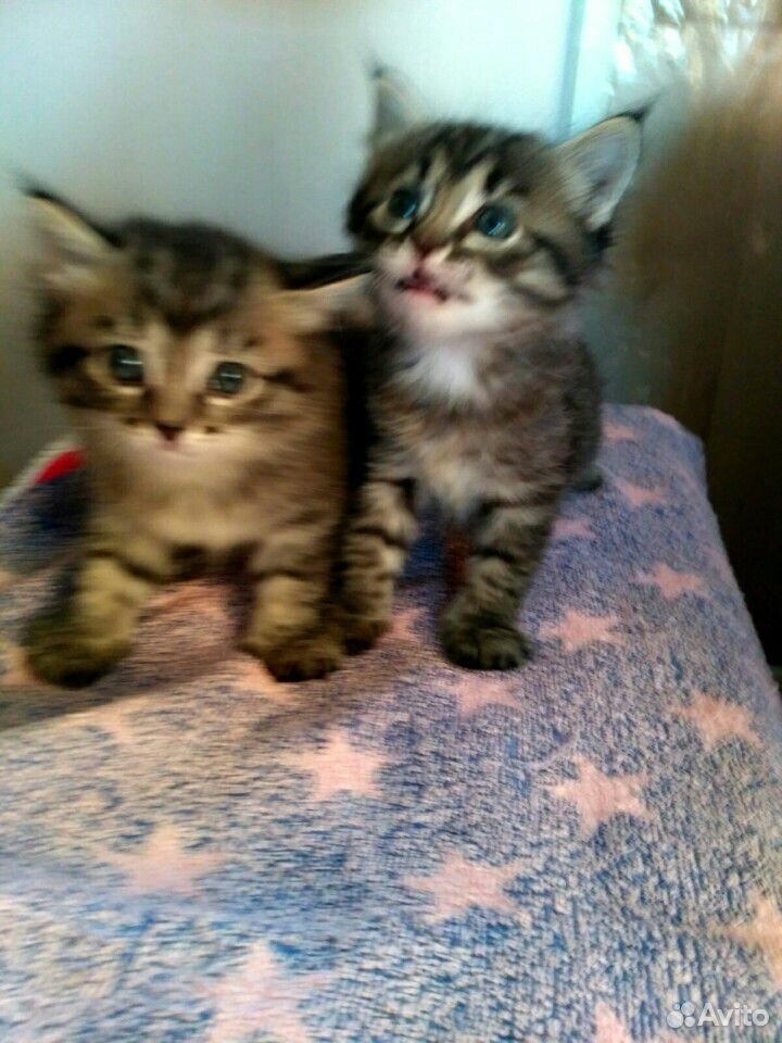 Котята сибирские