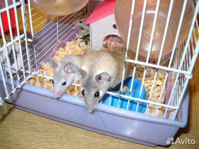 Иглистая мышь