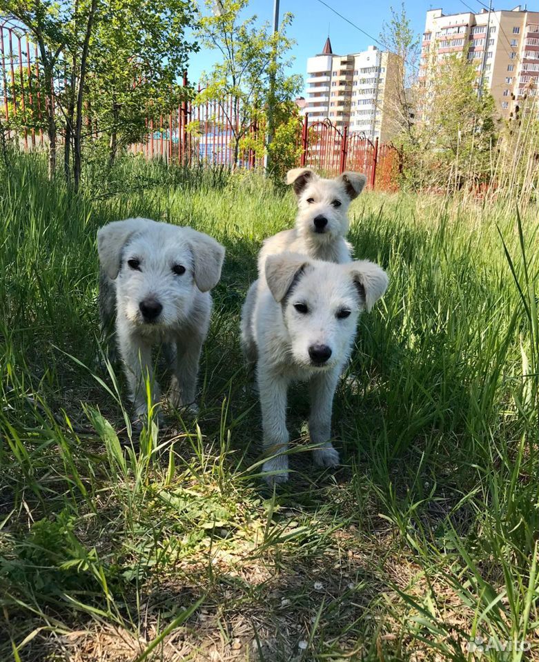 Ищут дом великолепные щенки терьеры