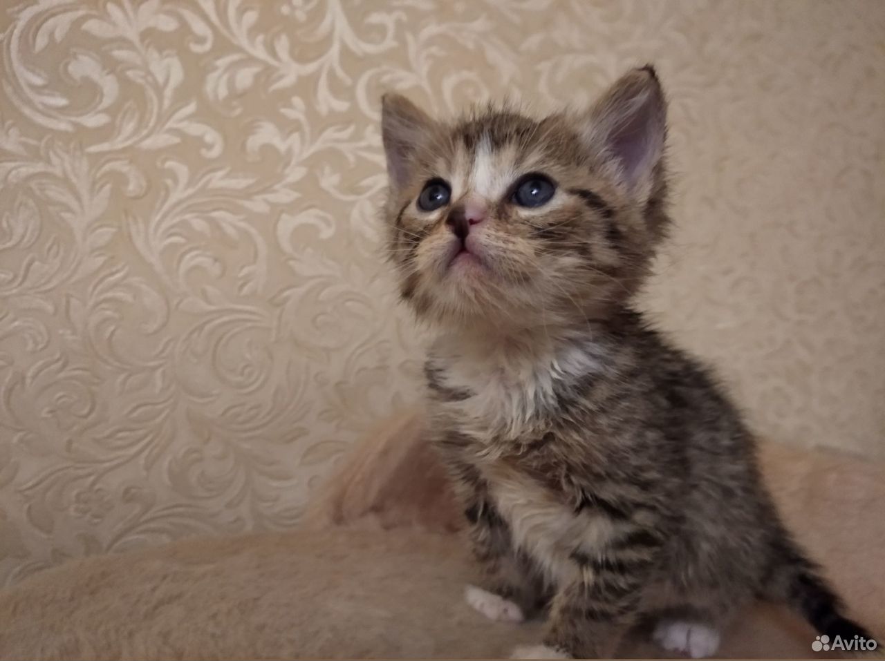Котенок в добрые руки