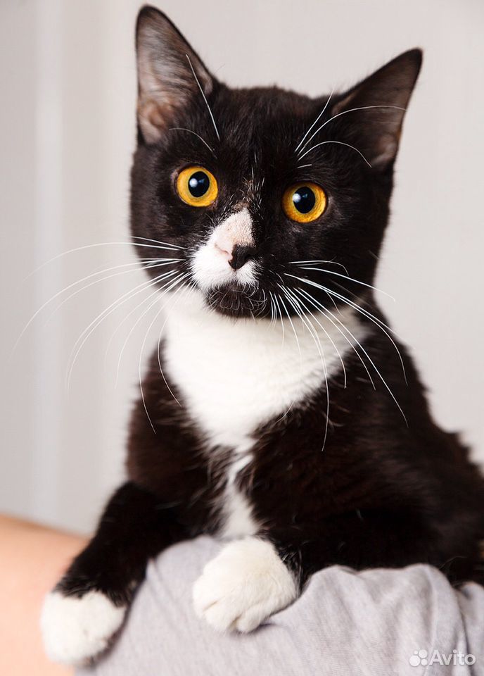 Кошка ищет дом